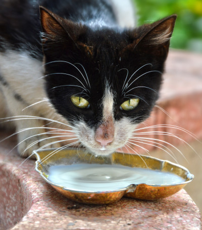 Purrfect Tales Rescuing Stray Cats Creating Forever Stories